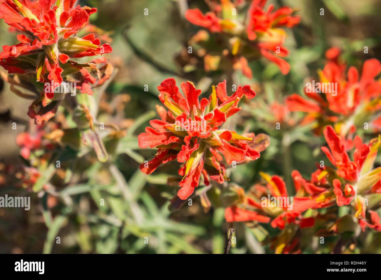 Indian paintbrush (Castilleja), Pinnacles National Park, California ...