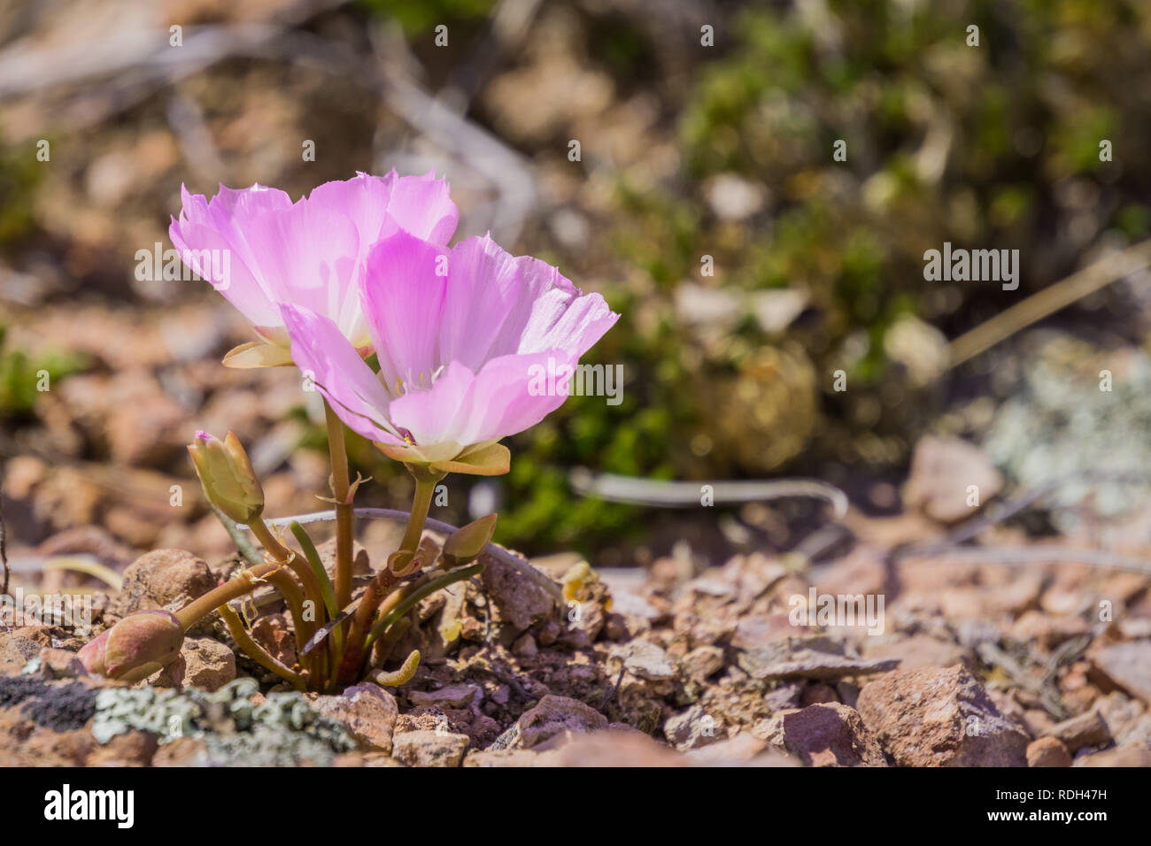 Bitterroot (Lewisia rediviva), the state flower of Montana; blooming in ...