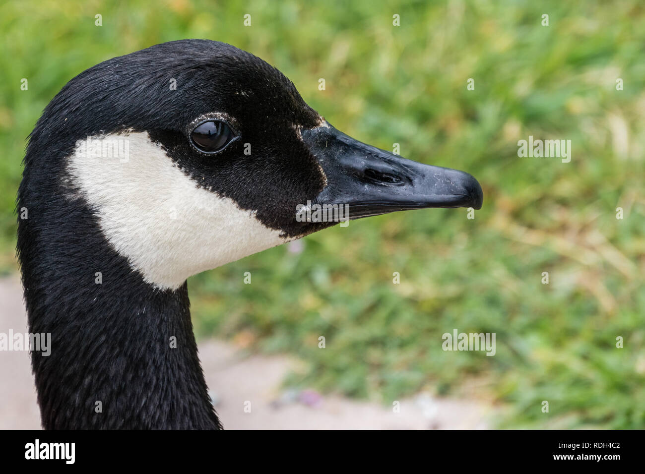 Canadian goose profile of head hi-res stock photography and images - Alamy