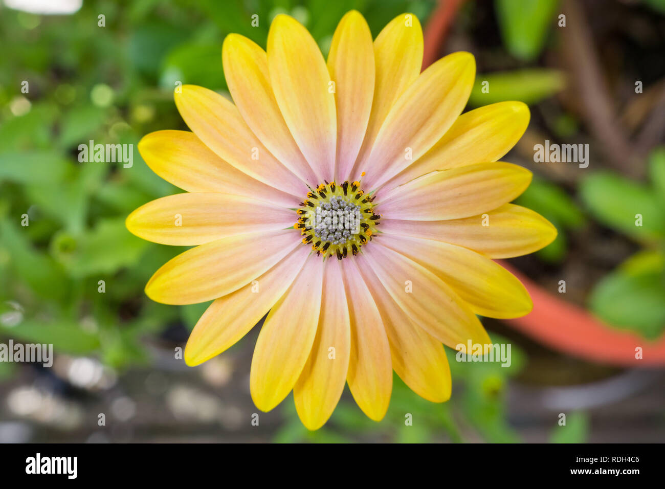 Close up of Yellow African Daisy (Osteospermum Stock Photo - Alamy
