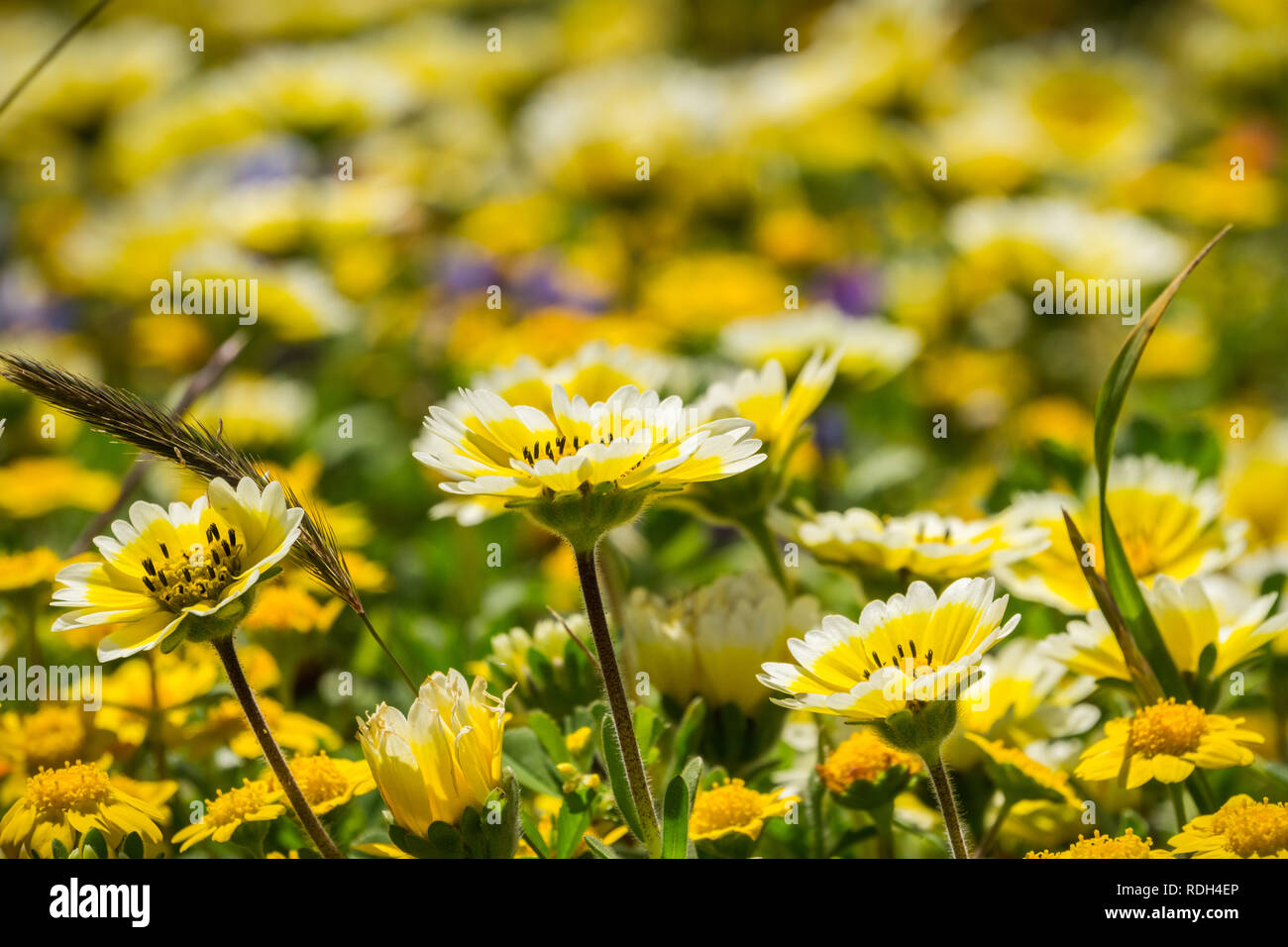 Layia platyglossa wildflowers commonly called coastal tidytips ...