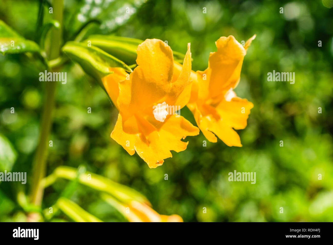 Close up of Sticky Monkey Flowers (Diplacus aurantiacus), California ...
