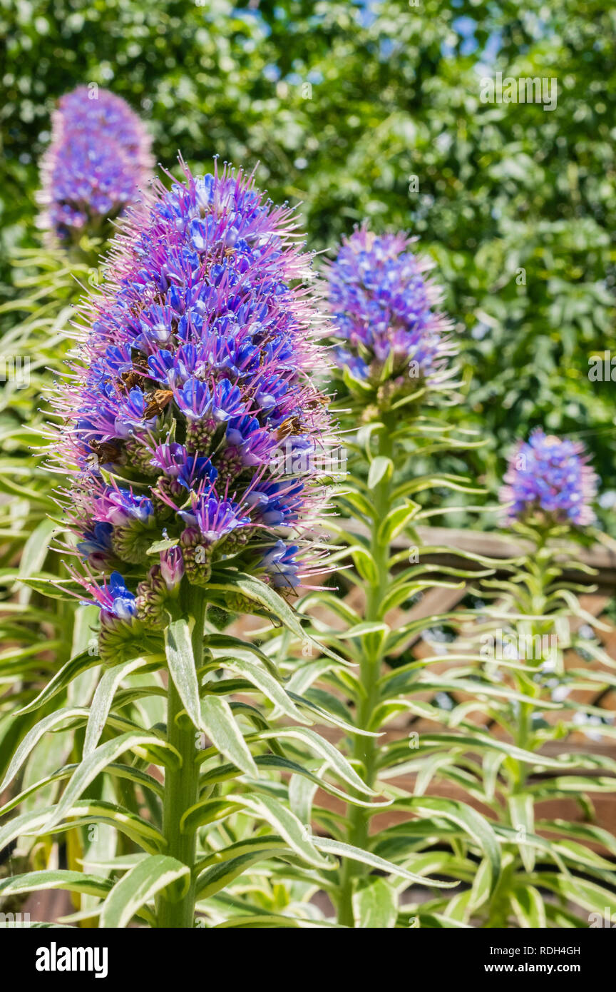 Native plant of madeira hi-res stock photography and images - Alamy