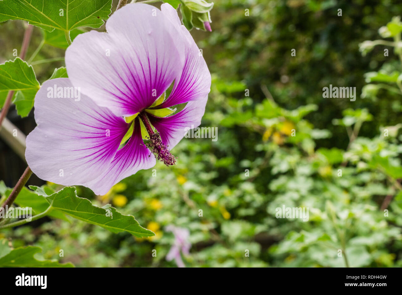Close up of Tree Mallow (Lavatera maritima), San Francisco bay area ...