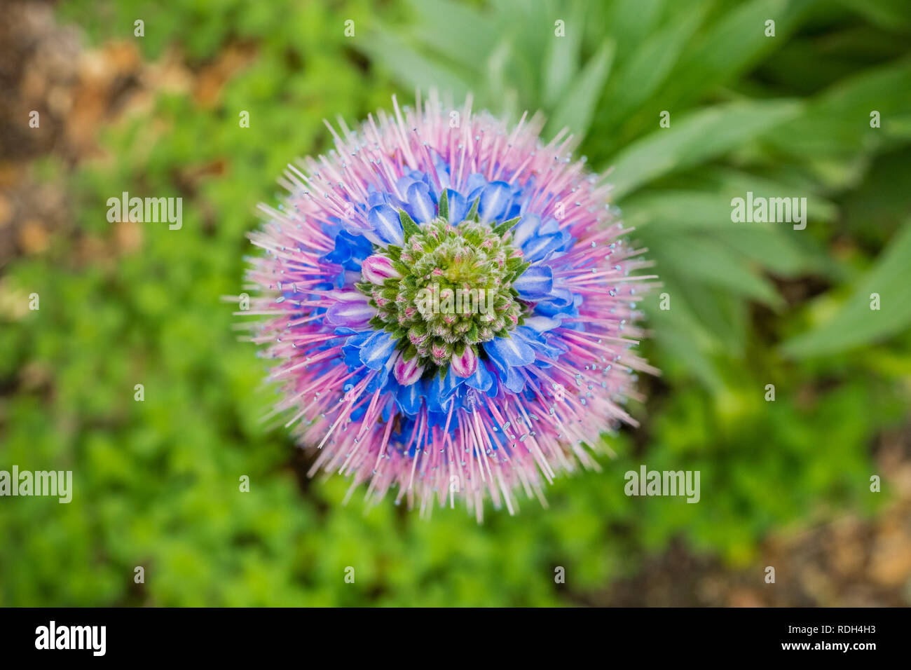 Native flower of madeira hi-res stock photography and images - Alamy