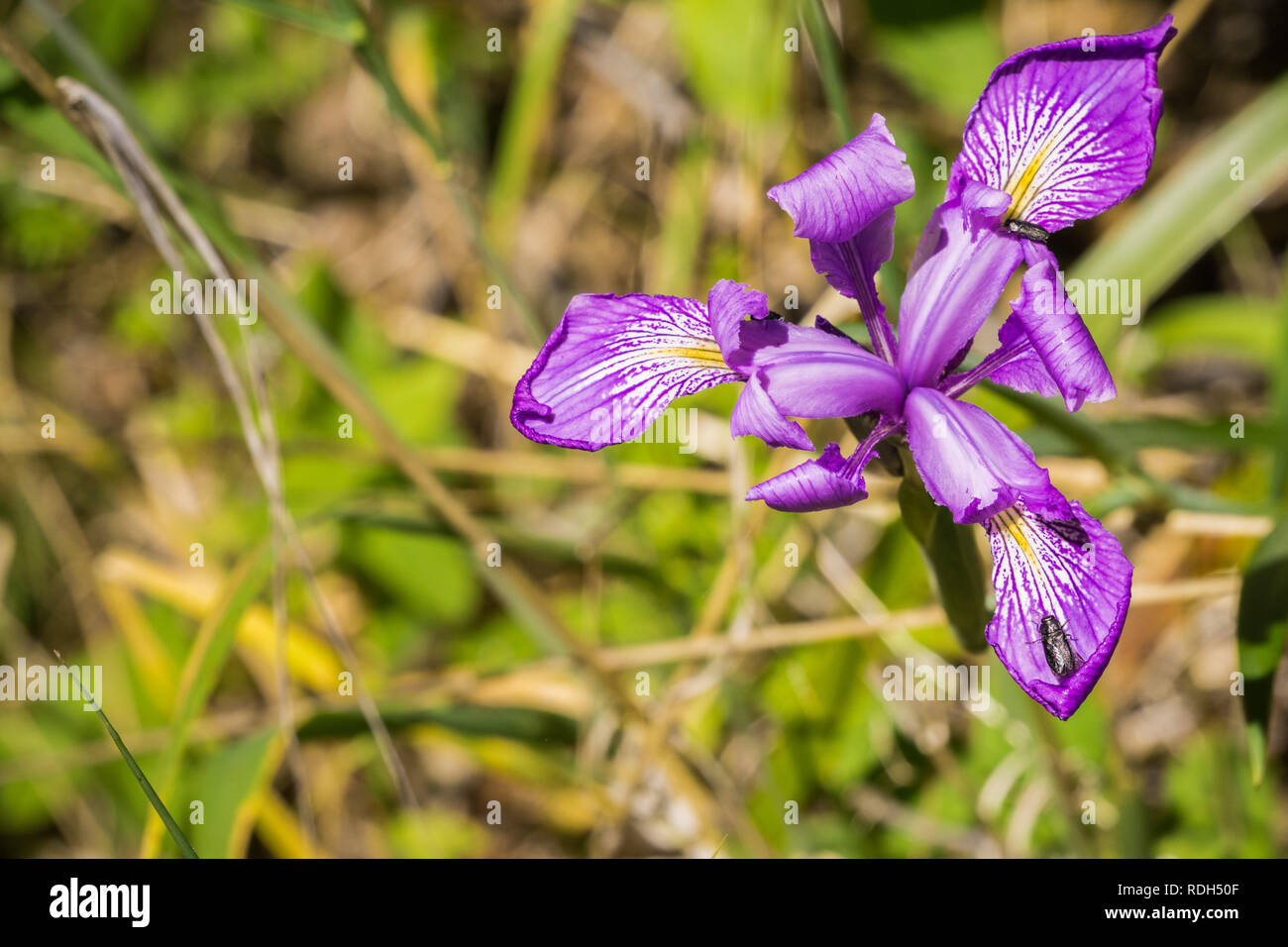 Douglas Iris (Iris douglasiana) blooming in a forest, San Francisco bay ... Douglas Iris (Iris douglasiana) blooming in a forest, San Francisco bay ...