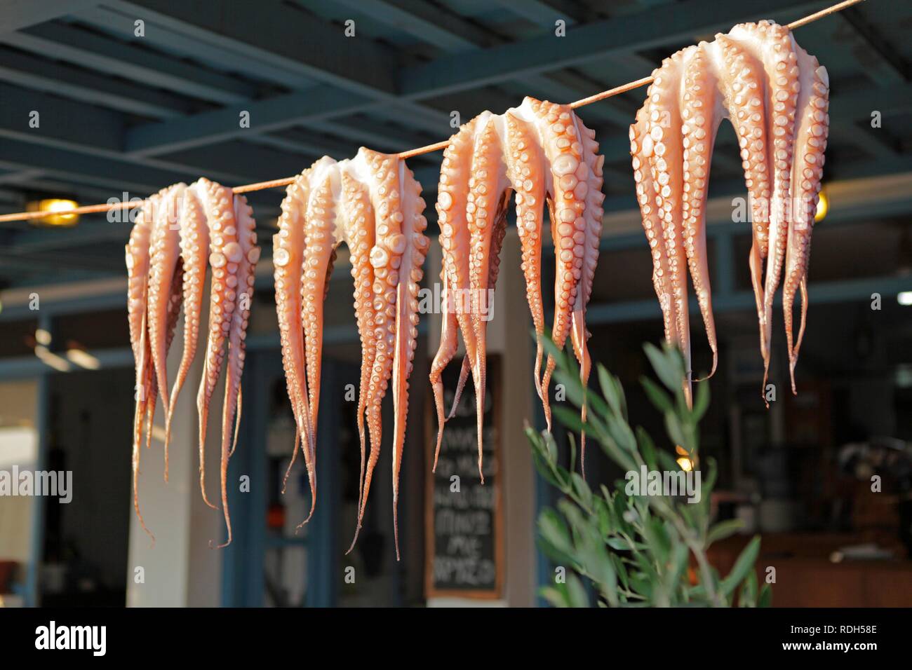 Calamaries hung up to dry, Naxos town, Naxos island, Cyclades, Aegean ...