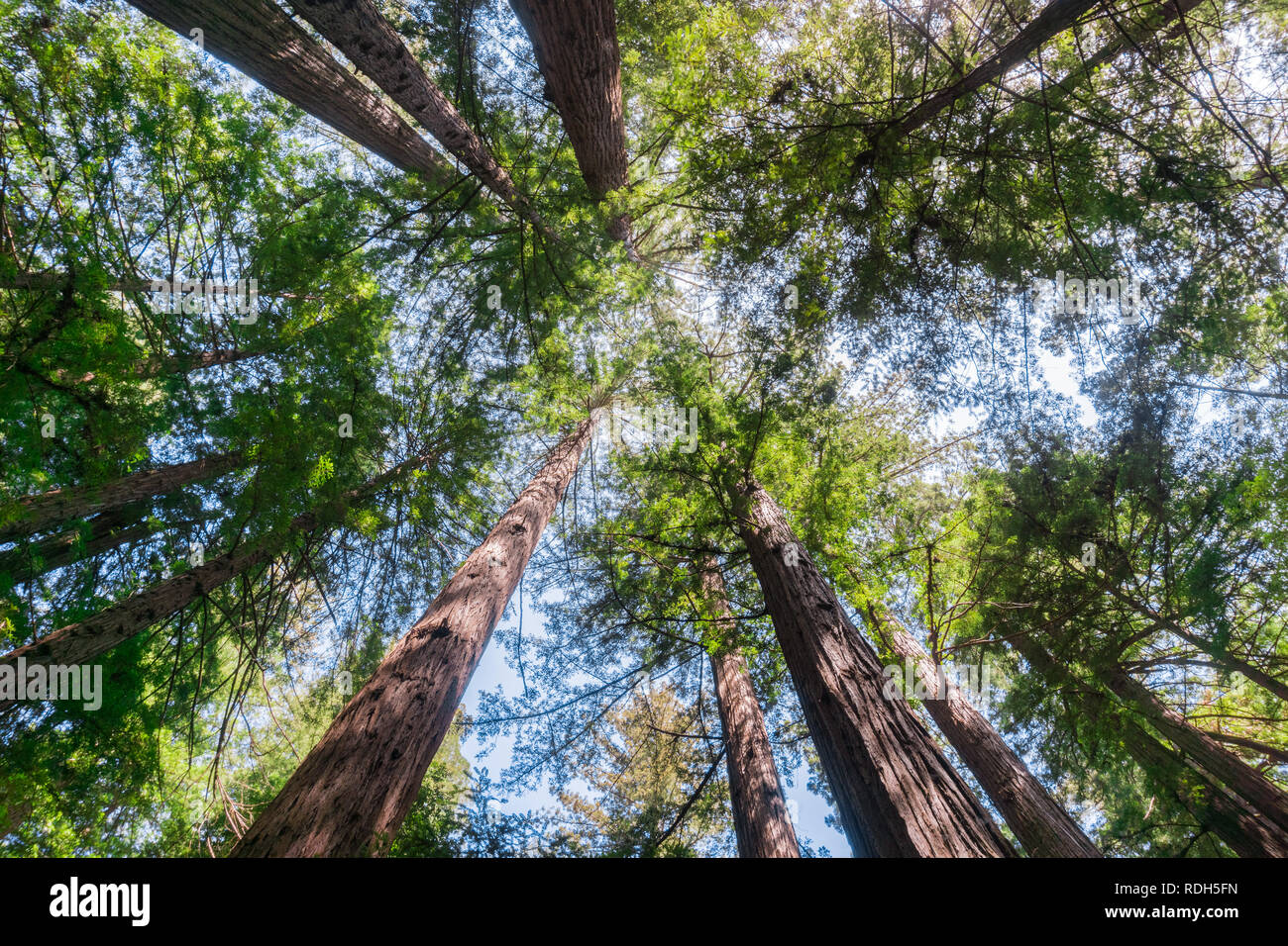 Looking up in a redwood forest, California Stock Photo - Alamy