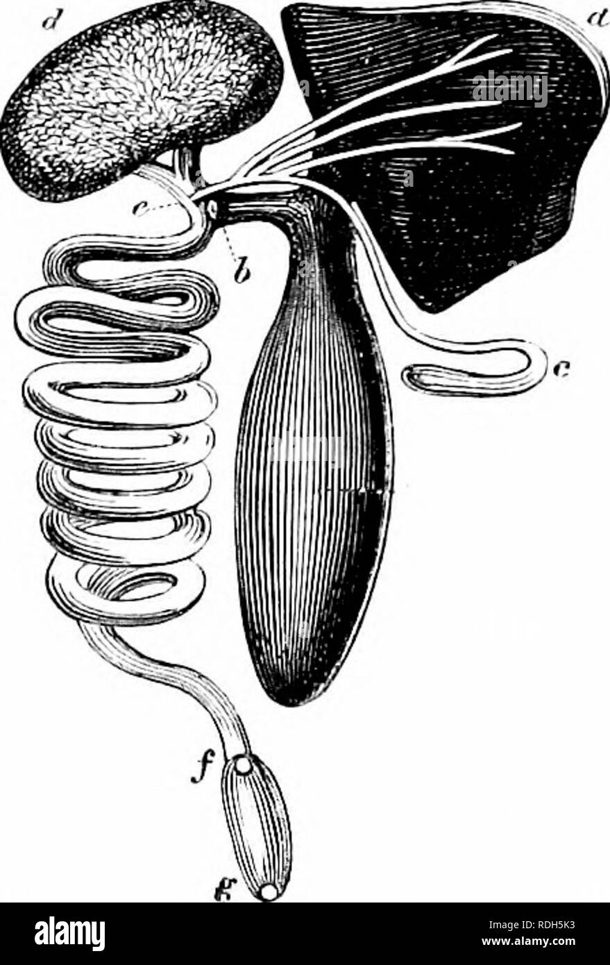 . On the anatomy of vertebrates. Vertebrates; Anatomy, Comparative ...