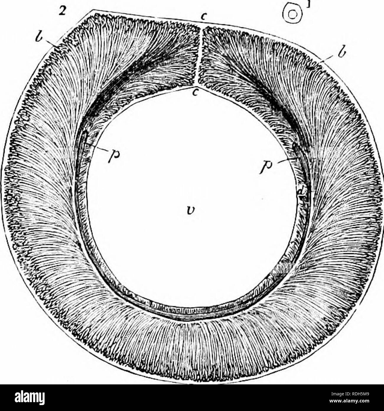 Hyai hi-res stock photography and images - Alamy