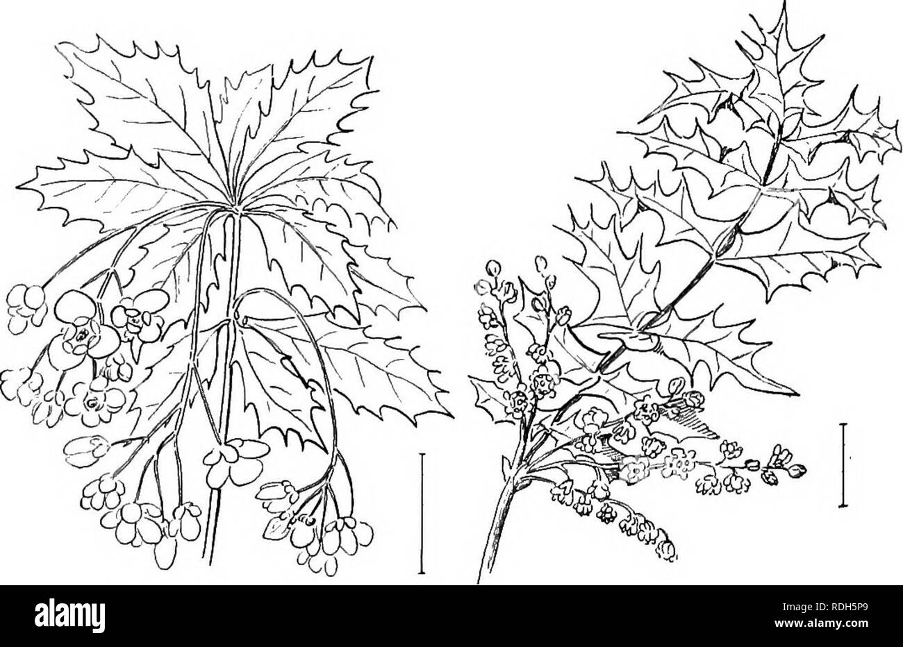 Bearded fig tree hi-res stock photography and images - Alamy