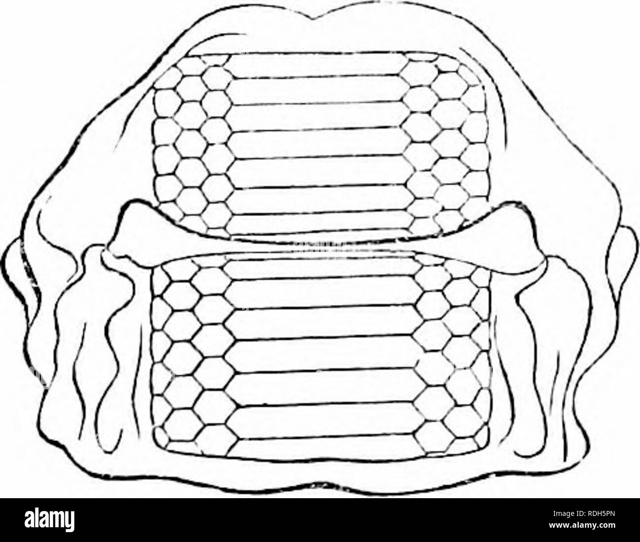 Types of teeth Black and White Stock Photos & Images - Alamy
