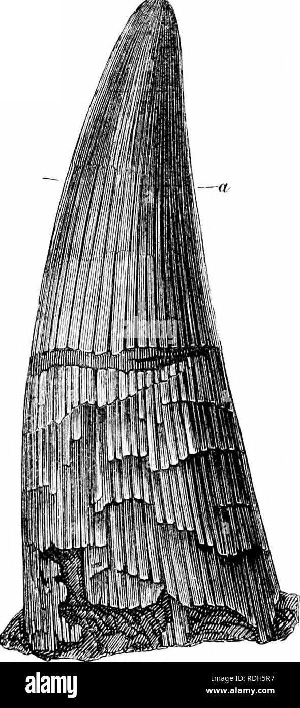 Subcircular Black and White Stock Photos & Images - Alamy