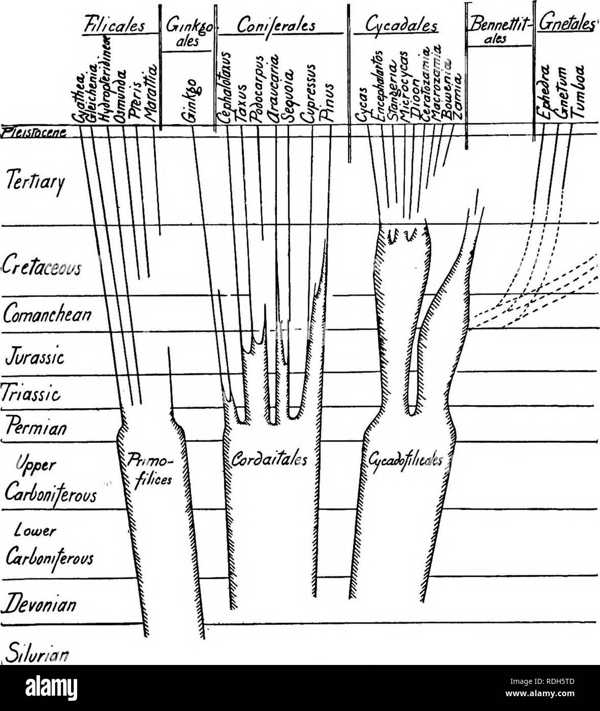 . Morphology of gymnosperms. Gymnosperms; Plant morphology ...
