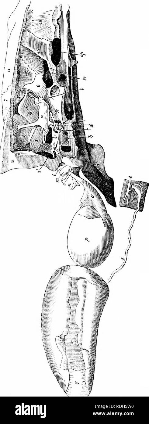 Endolymph Black and White Stock Photos & Images - Alamy