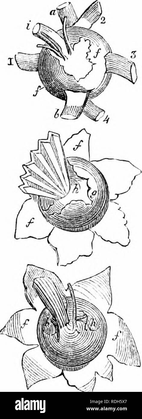 Membrane over eye hi-res stock photography and images - Alamy