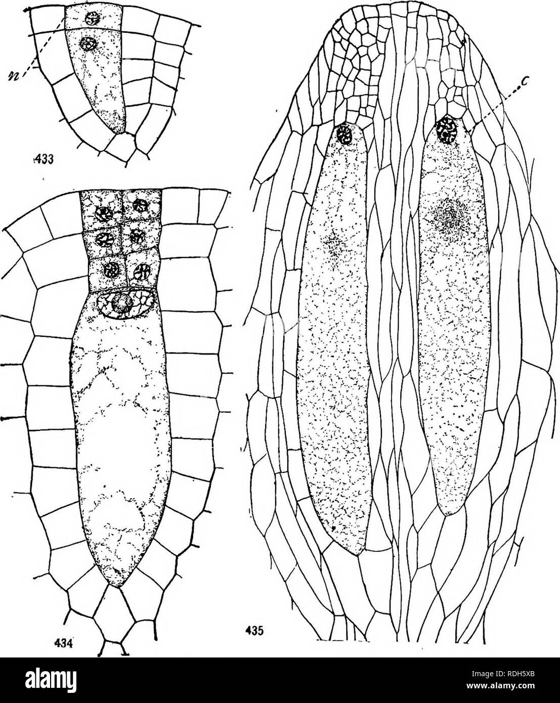 . Morphology of gymnosperms. Gymnosperms; Plant morphology. 386 ...