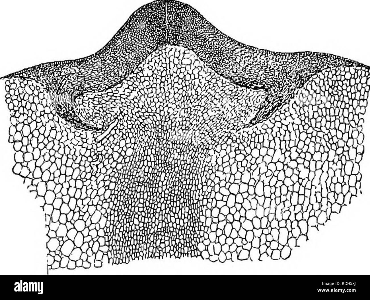 . Morphology of gymnosperms. Gymnosperms; Plant morphology. GNETALES ...