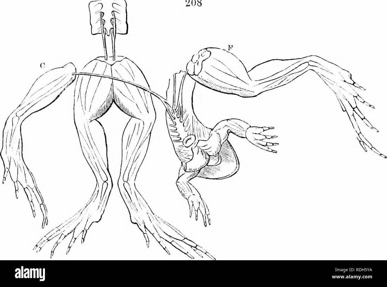 Frog nerve Black and White Stock Photos & Images - Alamy