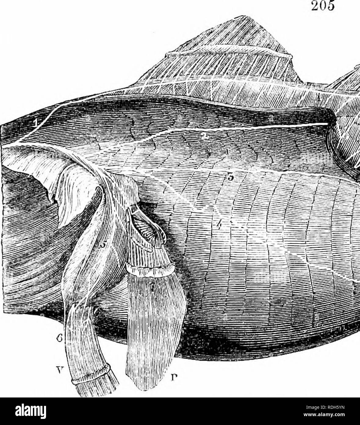 . On the anatomy of vertebrates. Vertebrates; Anatomy, Comparative ...