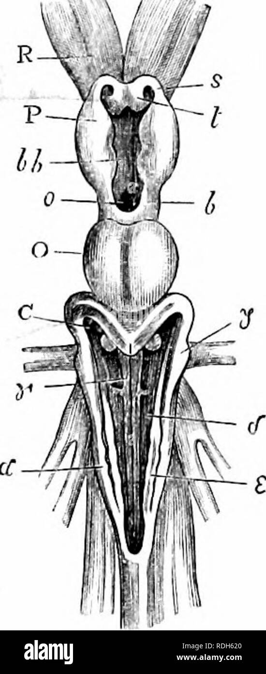 . On the anatomy of vertebrates. Vertebrates; Anatomy, Comparative ...
