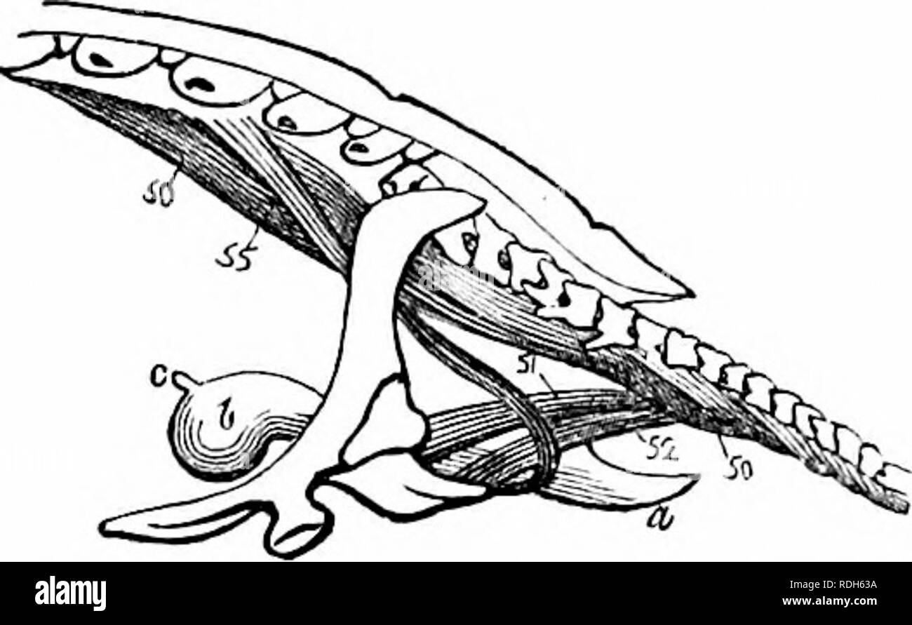 . On the anatomy of vertebrates. Vertebrates; Anatomy, Comparative ...