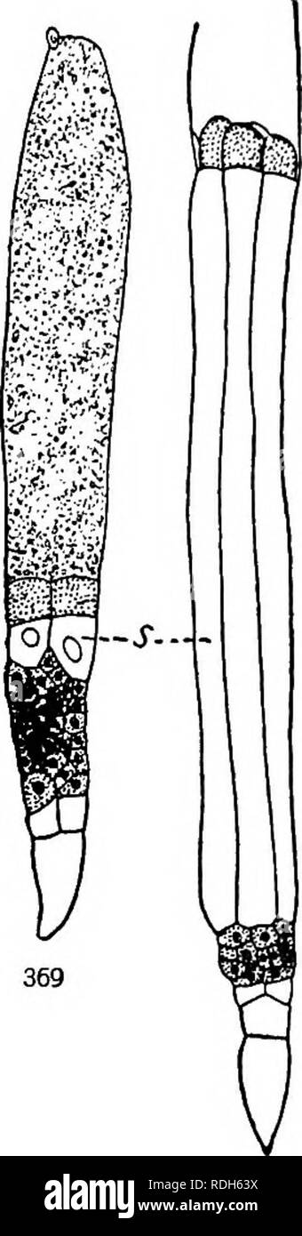 Root strands Black and White Stock Photos & Images - Alamy