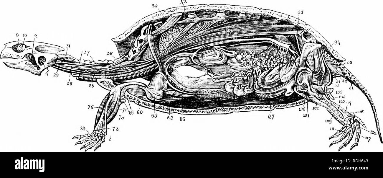 . On the anatomy of vertebrates. Vertebrates; Anatomy, Comparative ...