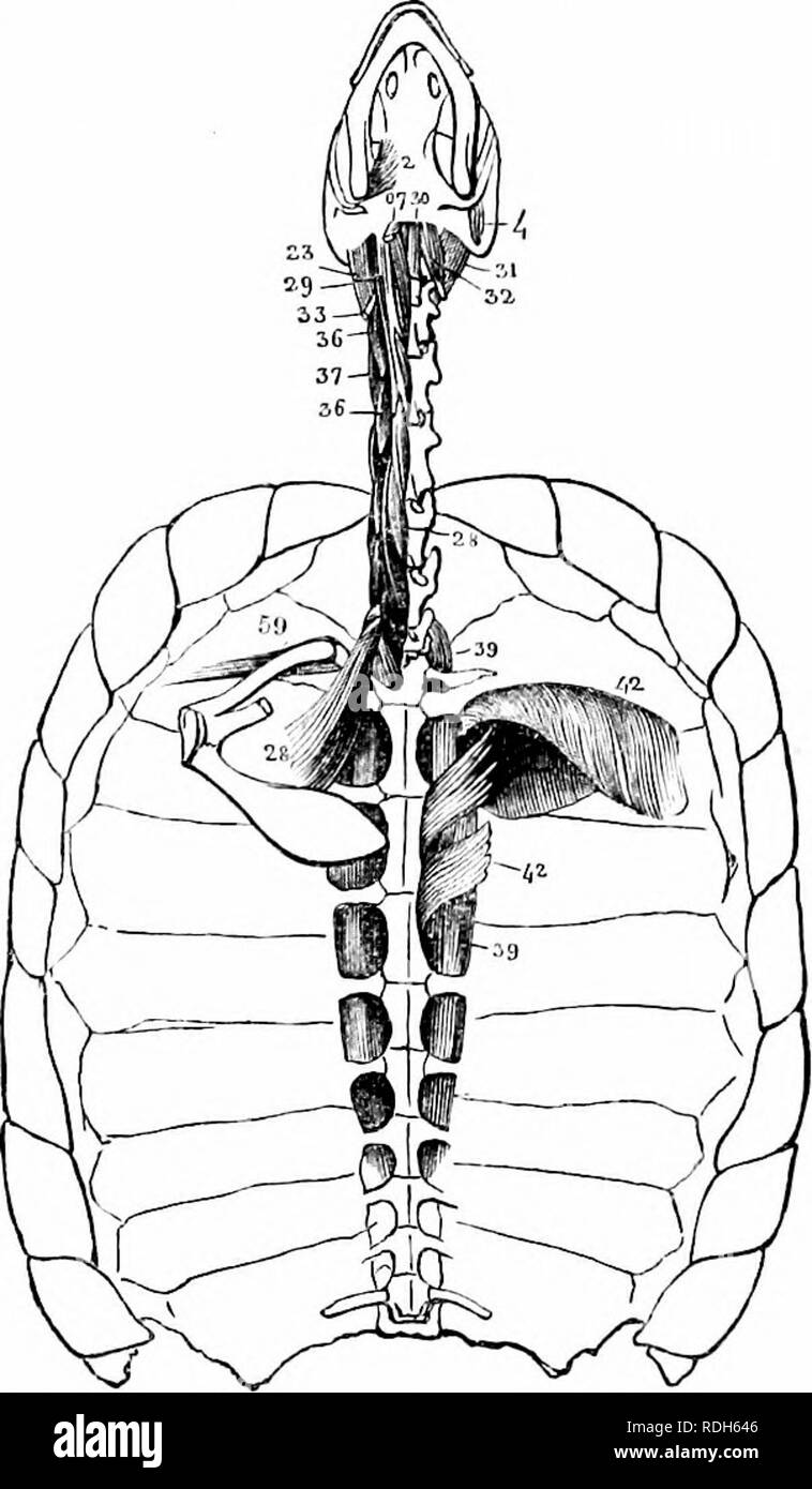 . On the anatomy of vertebrates. Vertebrates; Anatomy, Comparative ...