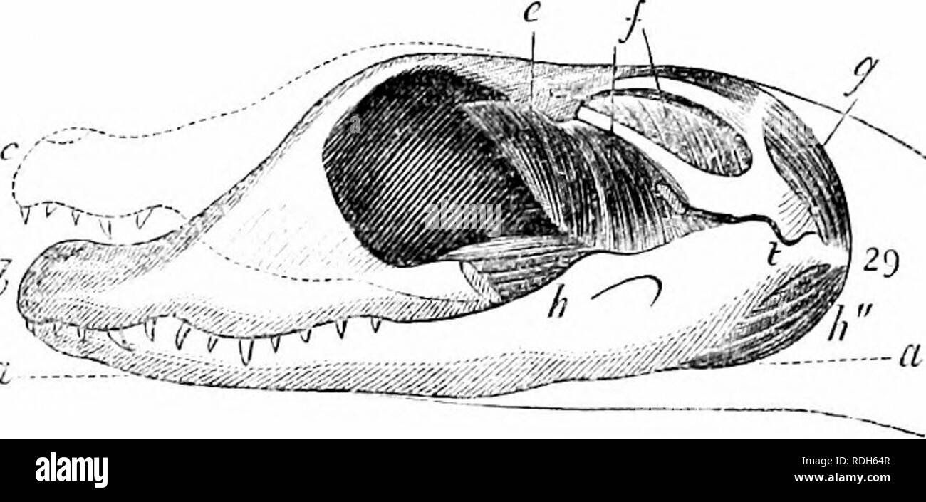 . On the anatomy of vertebrates. Vertebrates; Anatomy, Comparative ...
