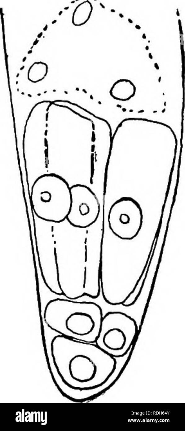 Cunninghamia sinensis Black and White Stock Photos & Images - Alamy