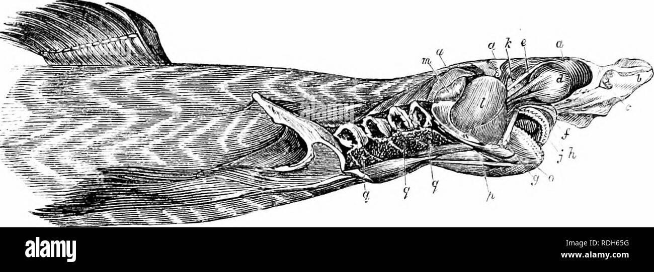 Shark Muscle Anatomy