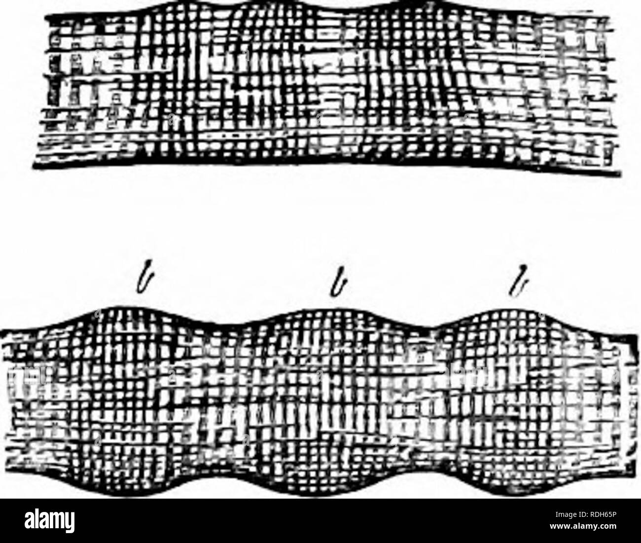 areolar tissue diagram black and white