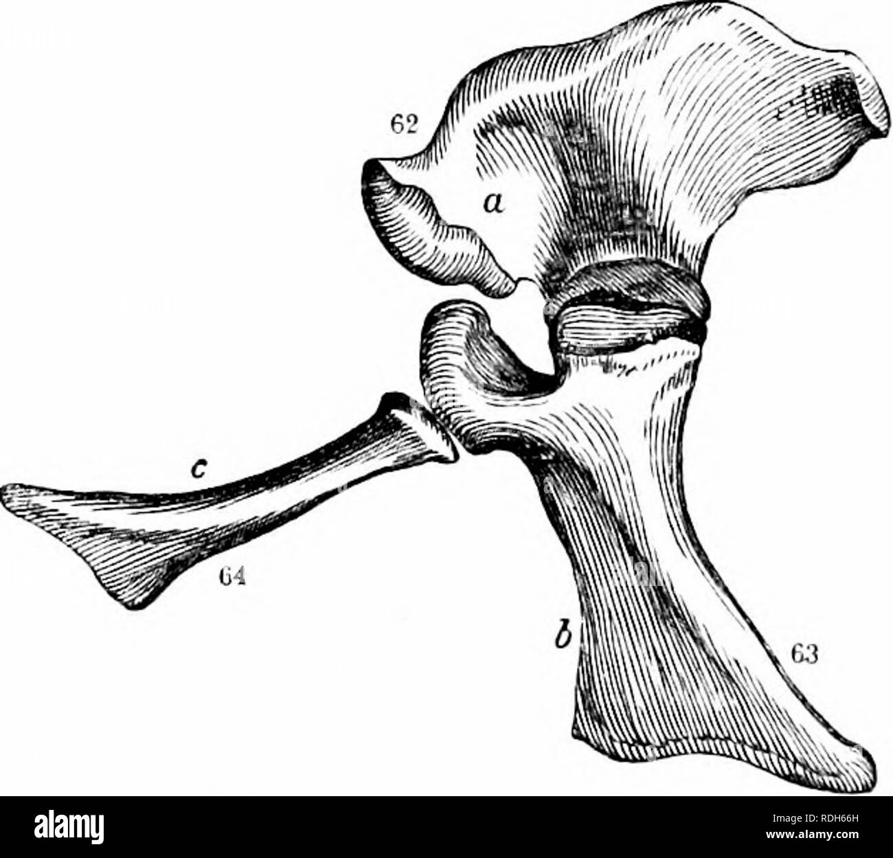 . On the anatomy of vertebrates. Vertebrates; Anatomy, Comparative ...