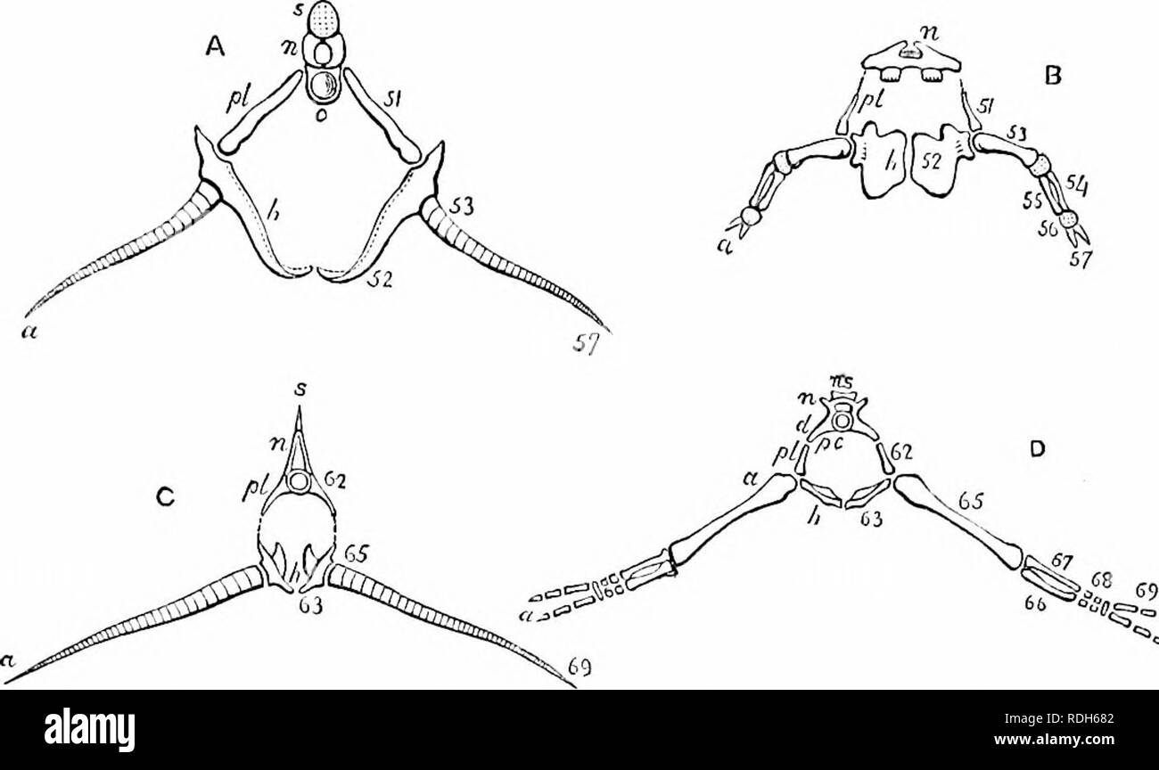 . On the anatomy of vertebrates. Vertebrates; Anatomy, Comparative ...