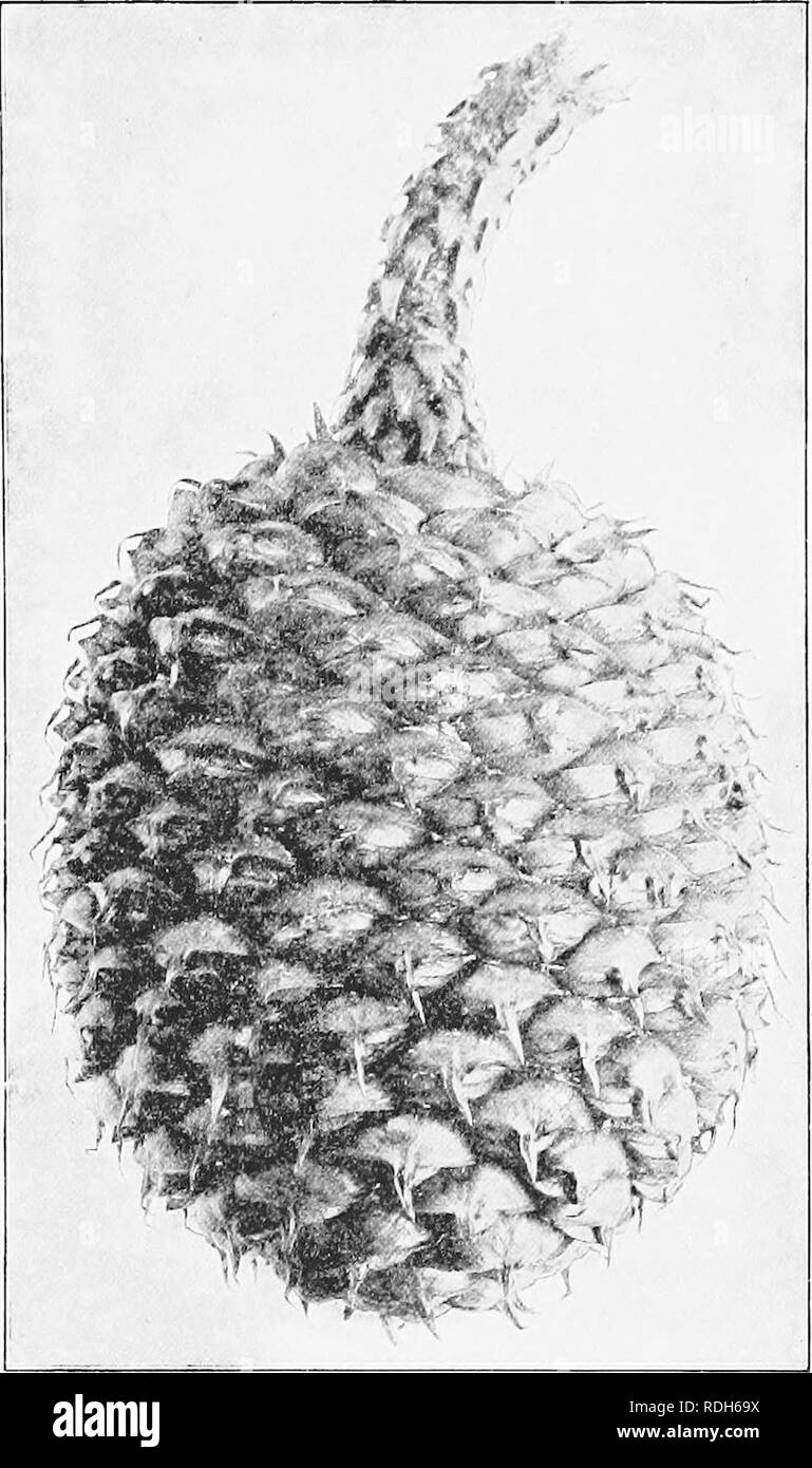 Bract scales hi-res stock photography and images - Alamy