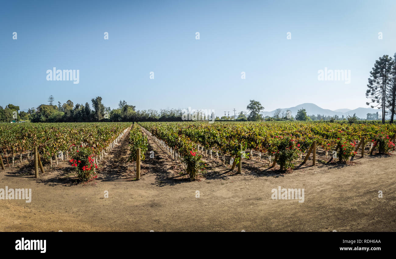 Chilean Vineyard - Santiago, Chile Stock Photo - Alamy