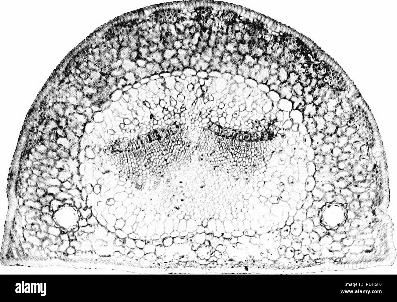 . Morphology of gymnosperms. Gymnosperms; Plant morphology. CONIFERALES ...