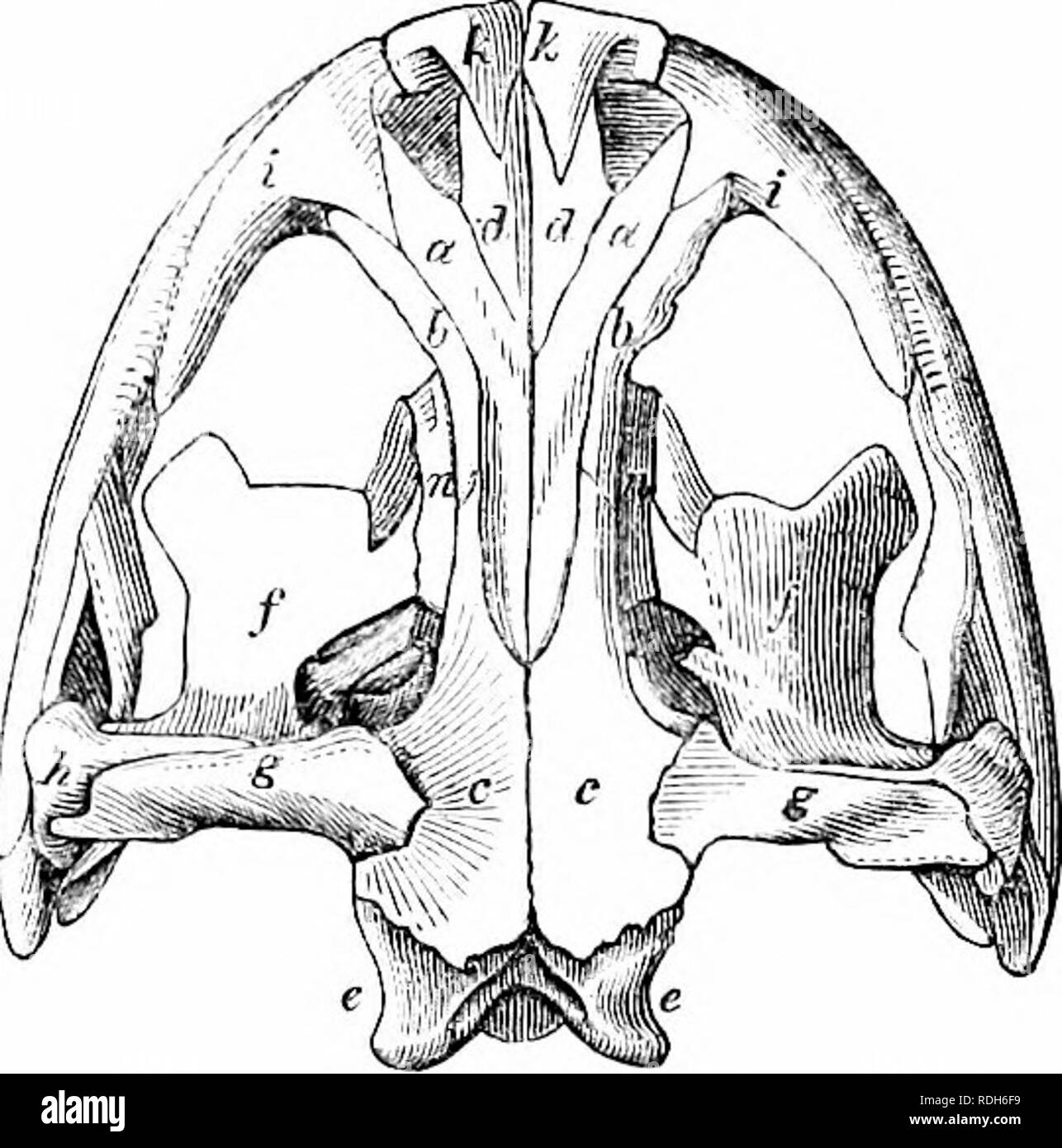 . On the anatomy of vertebrates. Vertebrates; Anatomy, Comparative ...