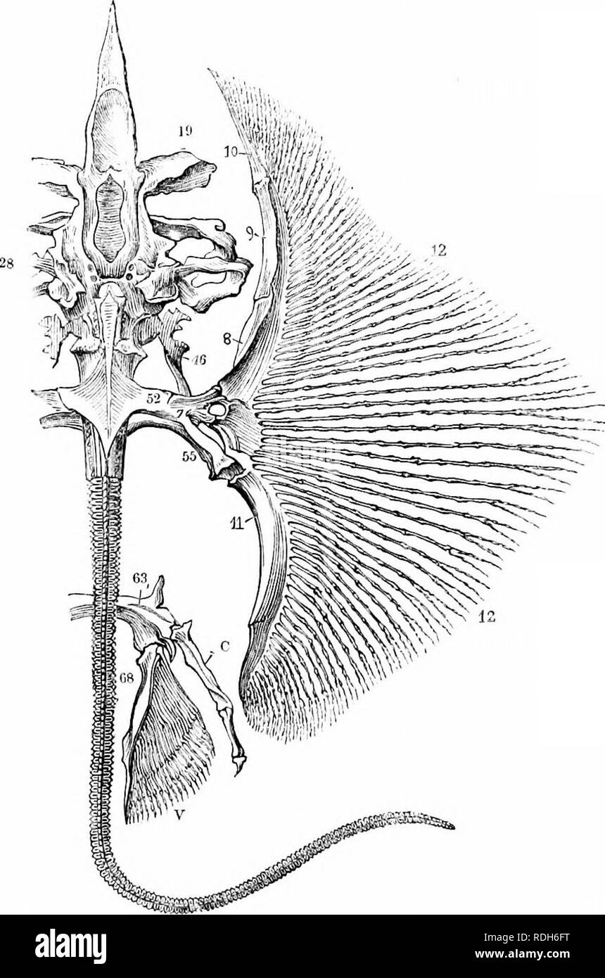 Arches skull arch hi-res stock photography and images - Alamy