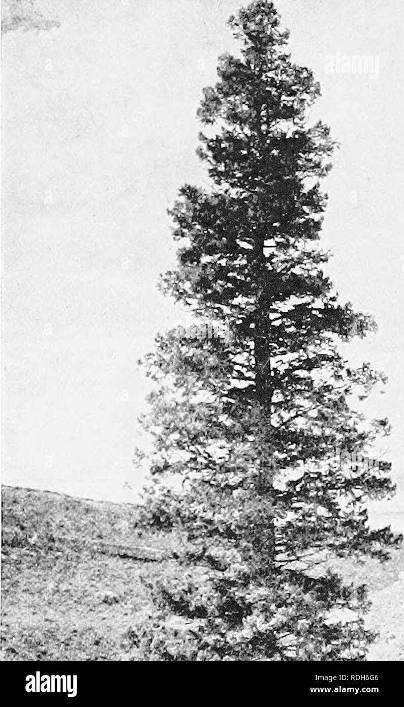 Morphology Of Gymnosperms Gymnosperms Plant Morphology Coniferales