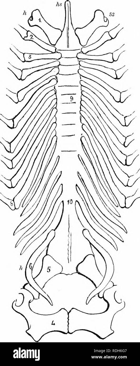 . On the anatomy of vertebrates. Vertebrates; Anatomy, Comparative ...