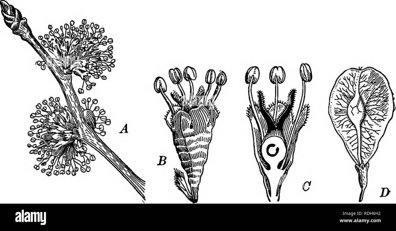 . Key and flora : northern and central states . Botany. ELM FAMILY 63 ...