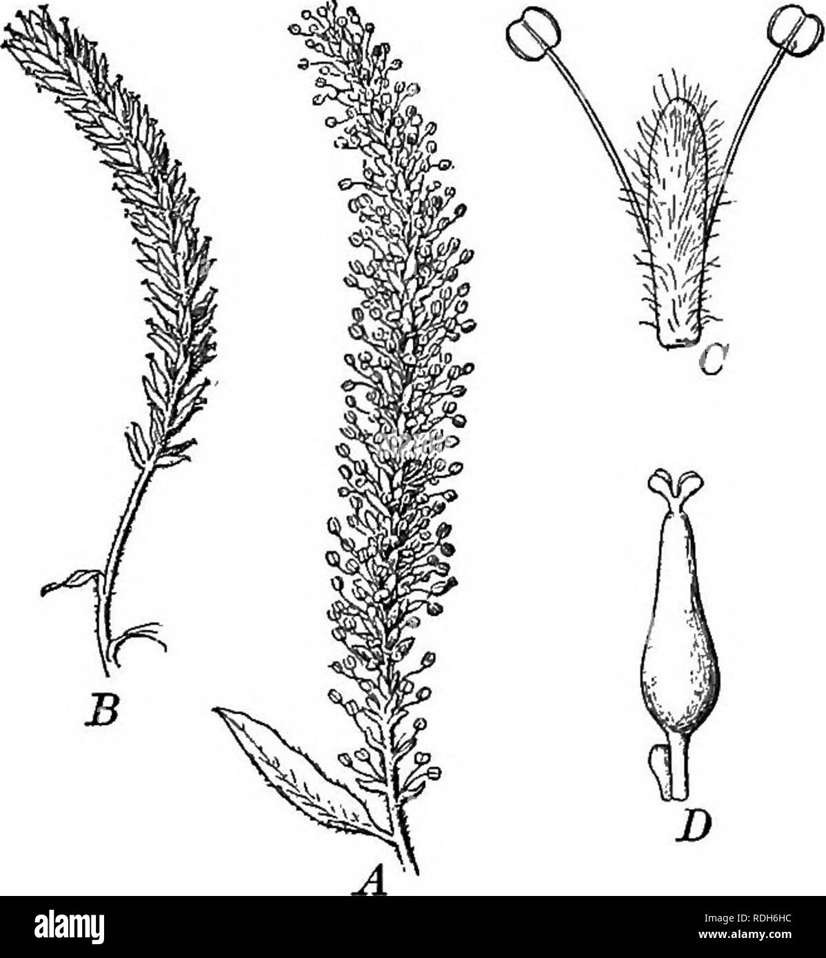 . Key and flora : northern and central states . Botany. WILLOW FAMILY ...