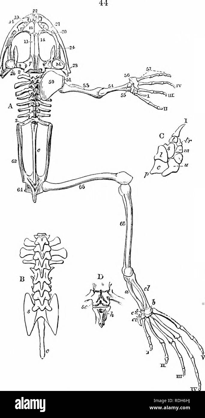 Salamander anatomy hi-res stock photography and images - Alamy