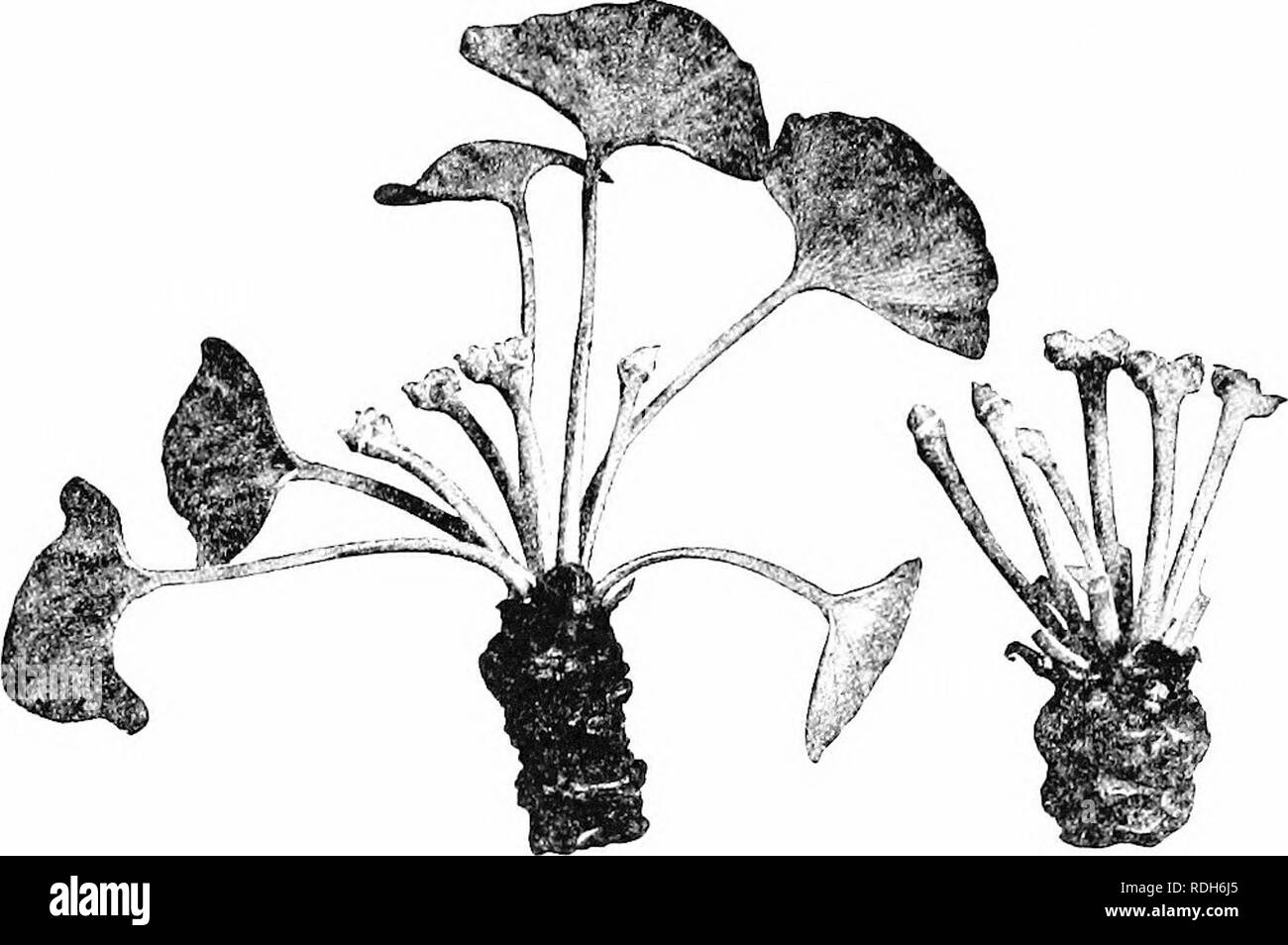 . Morphology of gymnosperms. Gymnosperms; Plant morphology. GINKGOALES ...