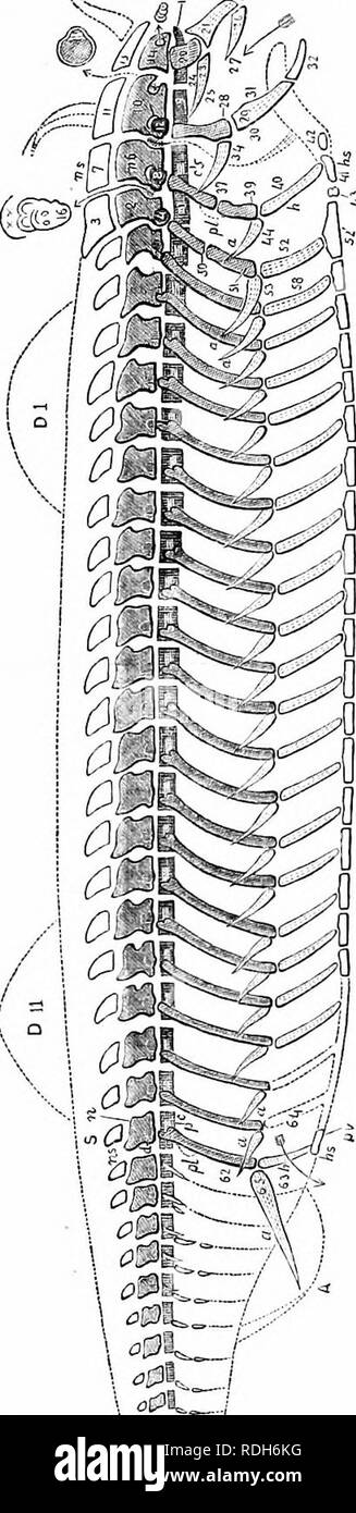 . On the anatomy of vertebrates. Vertebrates; Anatomy, Comparative ...