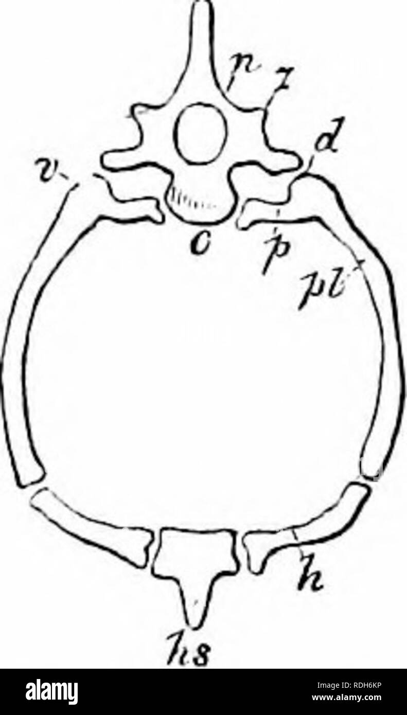 . On the anatomy of vertebrates. Vertebrates; Anatomy, Comparative ...
