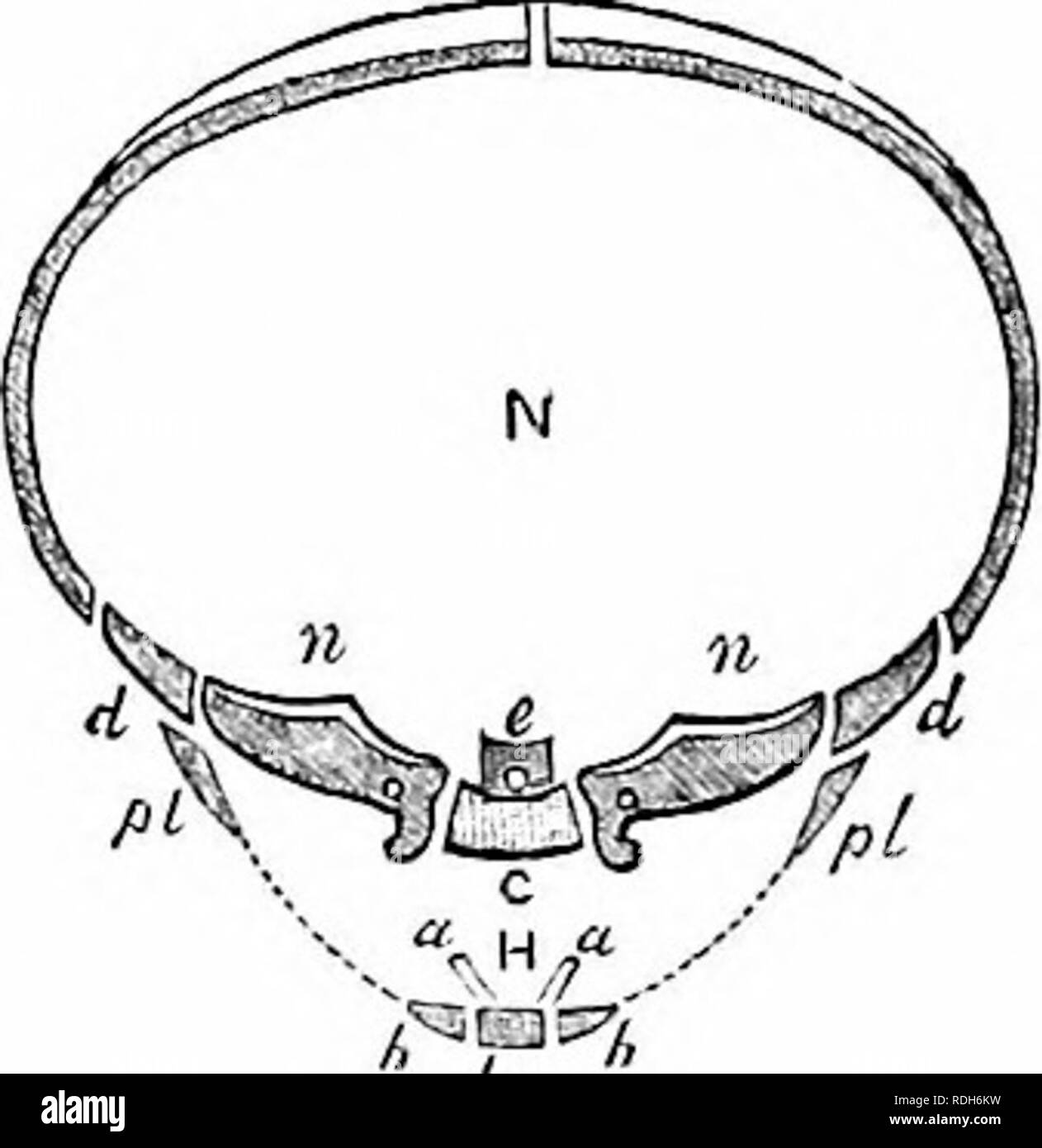 . On the anatomy of vertebrates. Vertebrates; Anatomy, Comparative ...