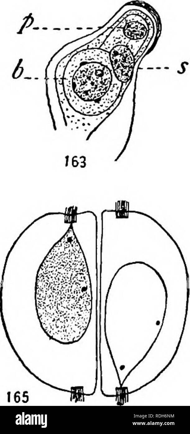 . Morphology of gymnosperms. Gymnosperms; Plant morphology. Figs. 160 ...